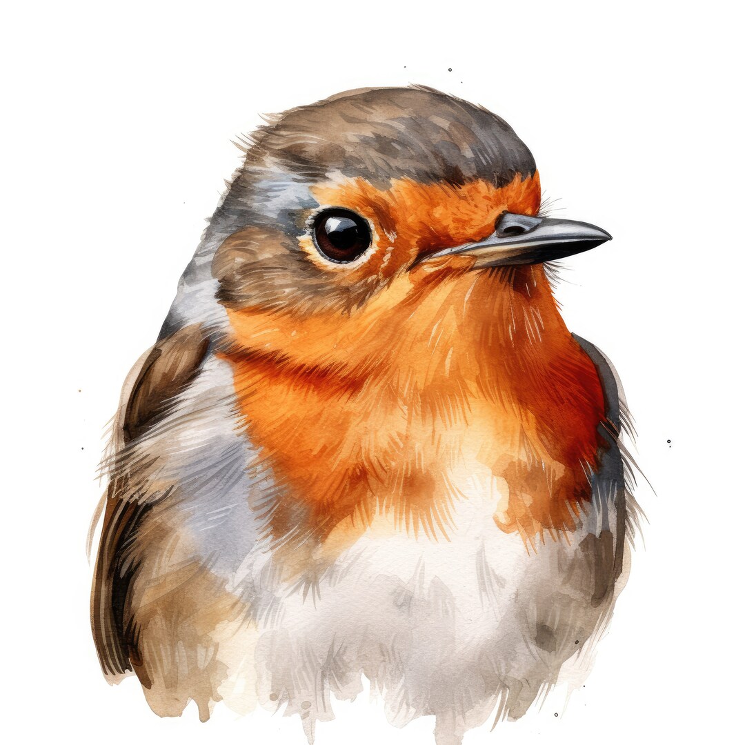 Robin Clipart Watercolor | 10 High Quality JPG | Scrapbooking, Card ...