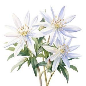 Edelweiss Flower Clipart | 10 High Quality JPG | Scrapbooking, Card ...