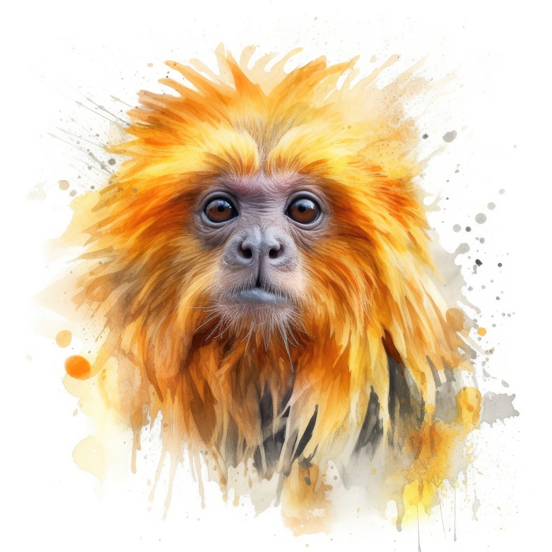 Golden Lion Tamarin Clipart Watercolor | 10 High Quality JPG ...