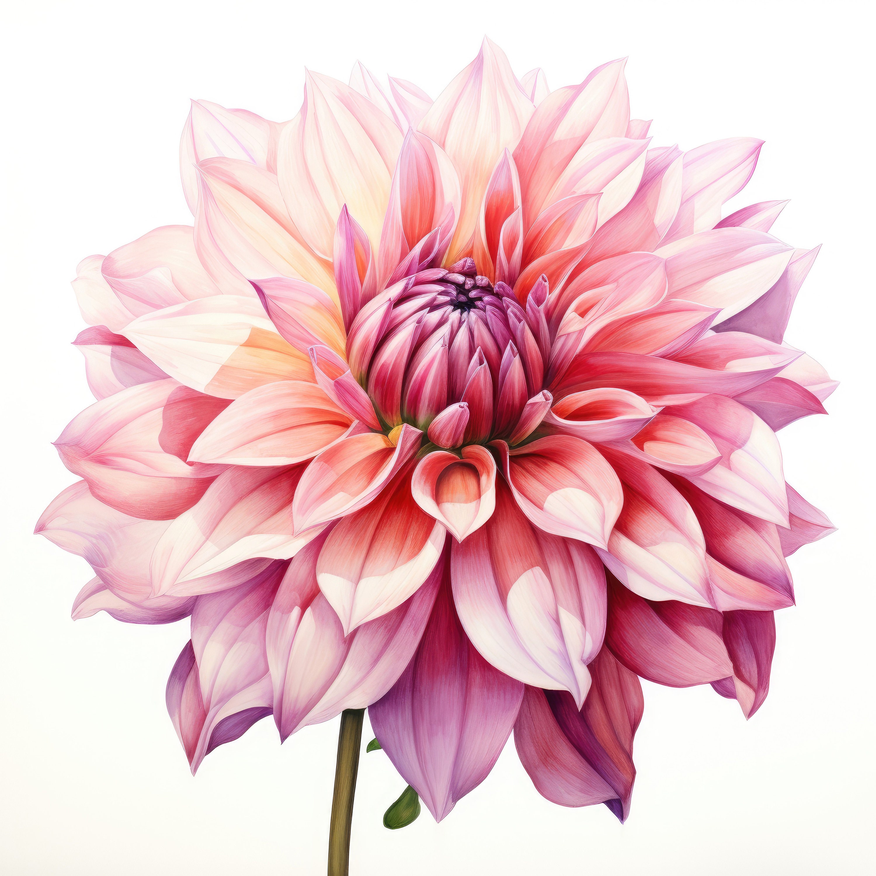 Dahlia Flower Clipart 10 High Quality JPG Scrapbooking, Card Making ...