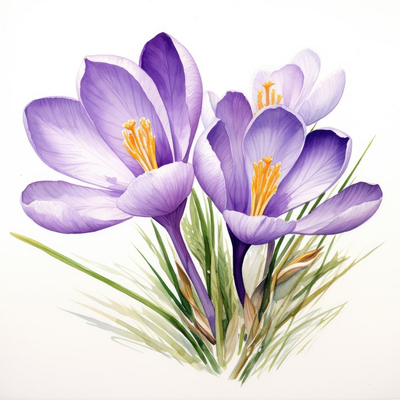 Crocus Flower Clipart | 10 High Quality JPG | Scrapbooking, Card Making ...