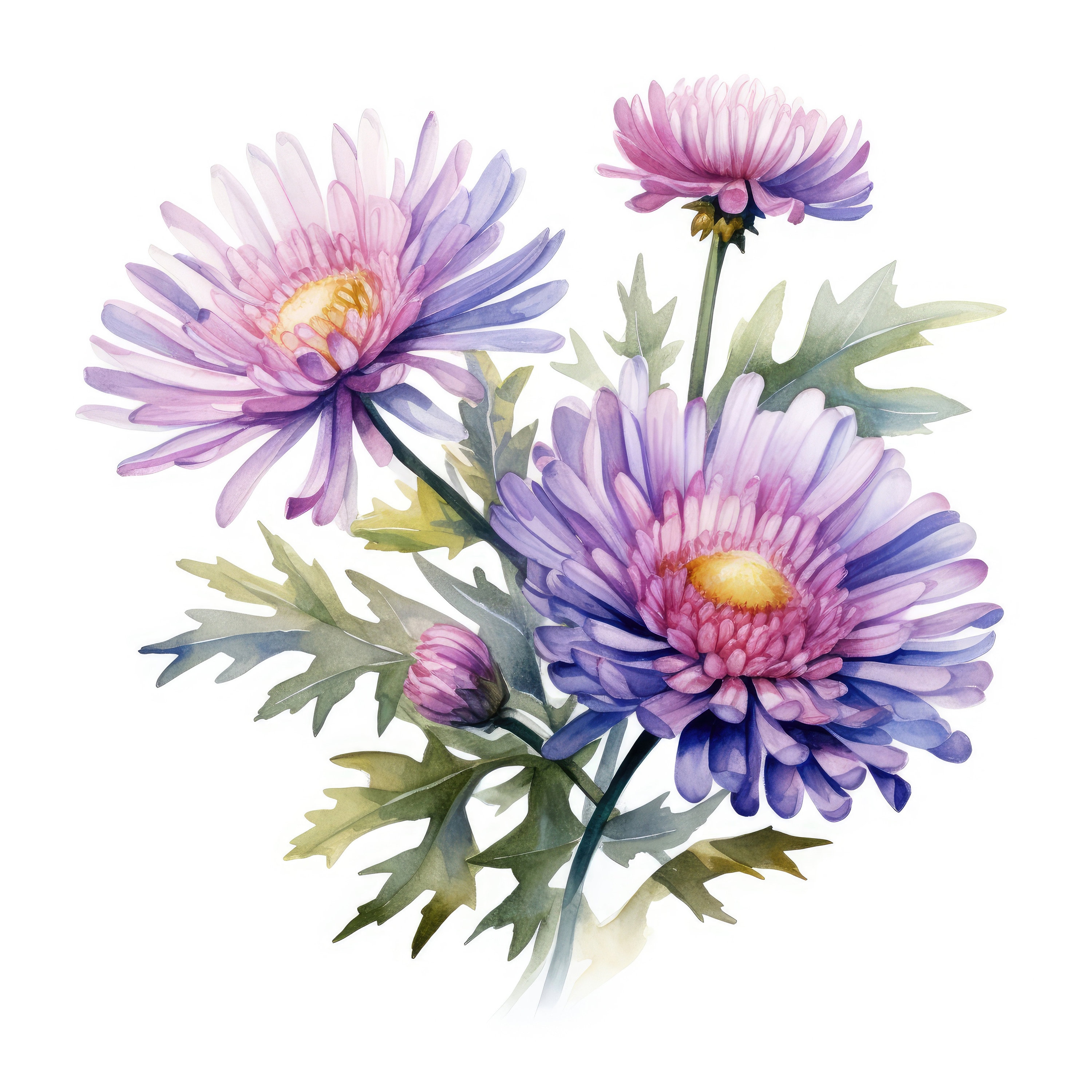 Purple Aster Flower Drawing