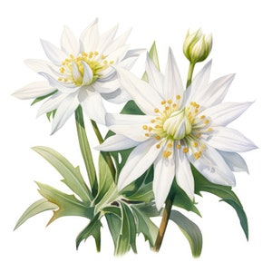 Edelweiss Flower Clipart | 10 High Quality JPG | Scrapbooking, Card ...