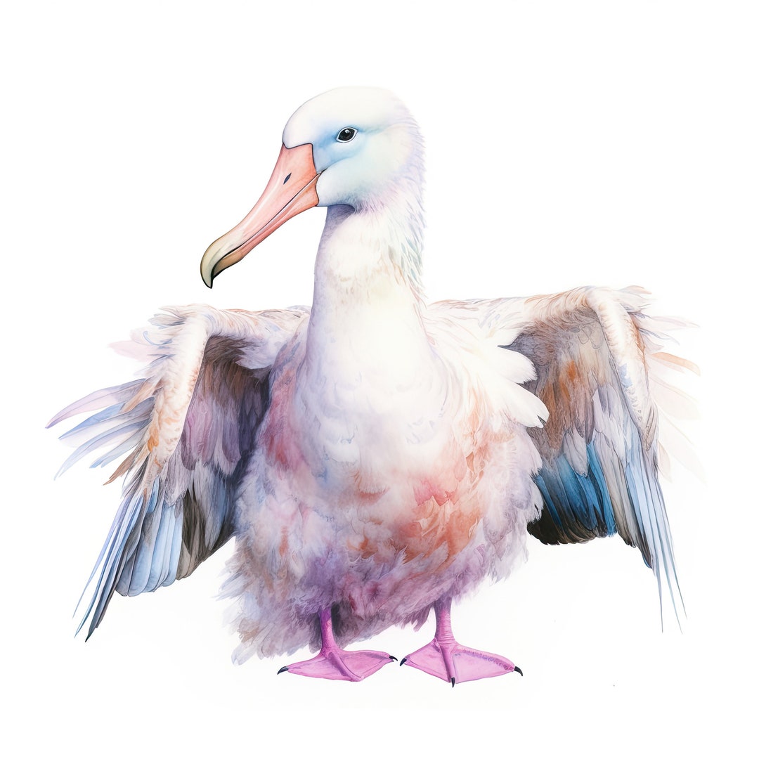 Watercolor Albatross Clipart | 10 High Quality JPG | Scrapbooking, Card ...
