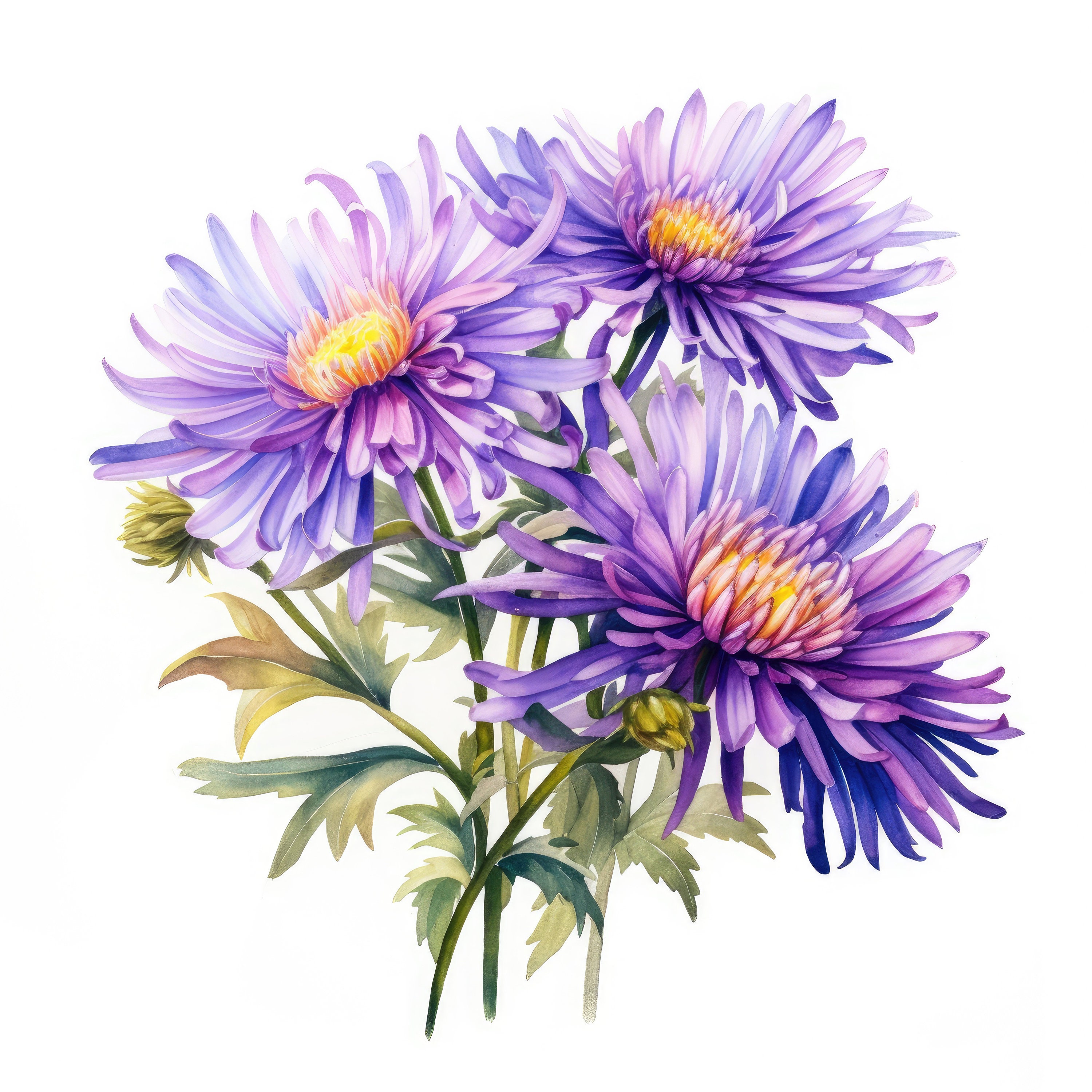 Aster Flower Clipart 10 High Quality JPG Scrapbooking, Card Making ...