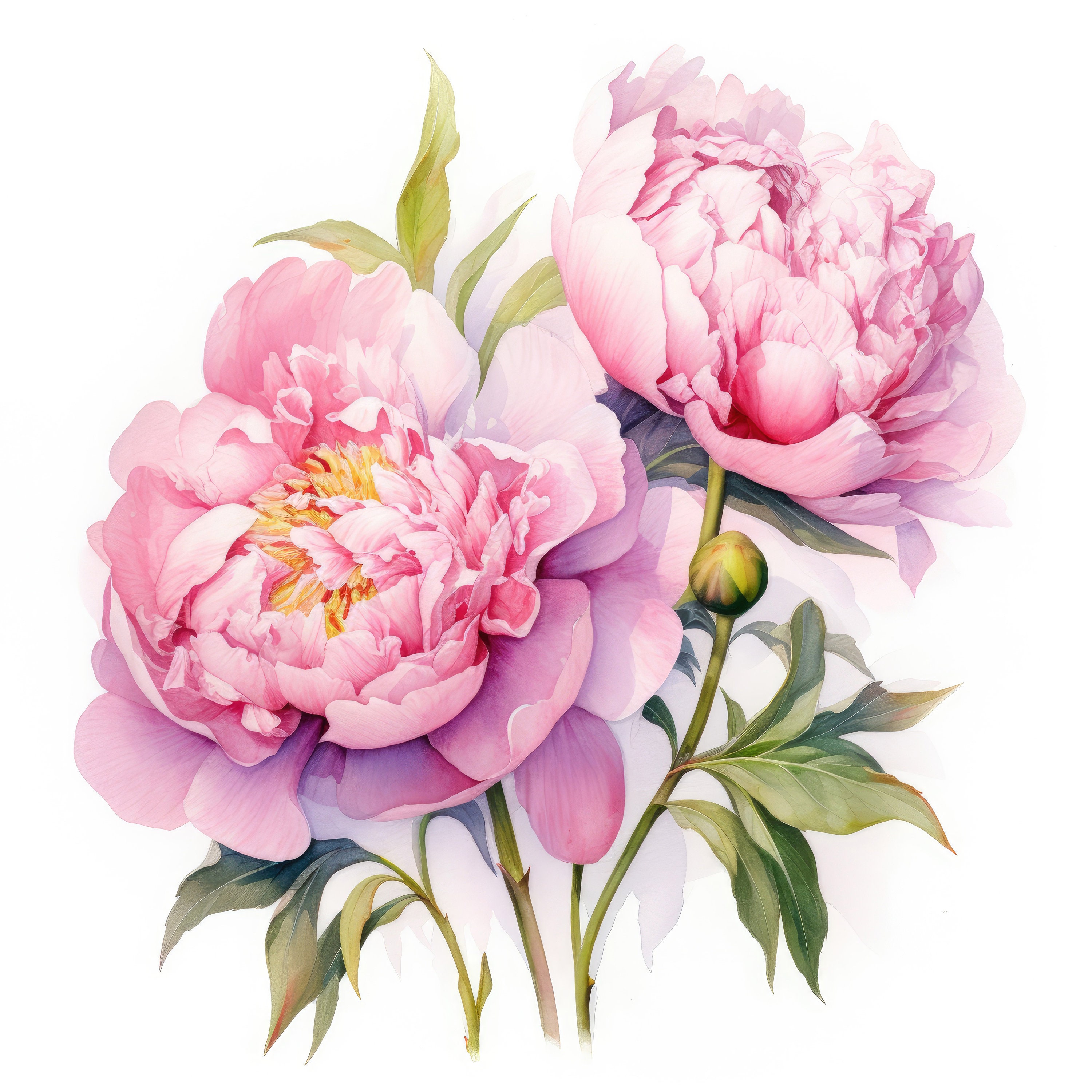 Peony Flower Clipart 10 High Quality JPG Scrapbooking, Card Making ...