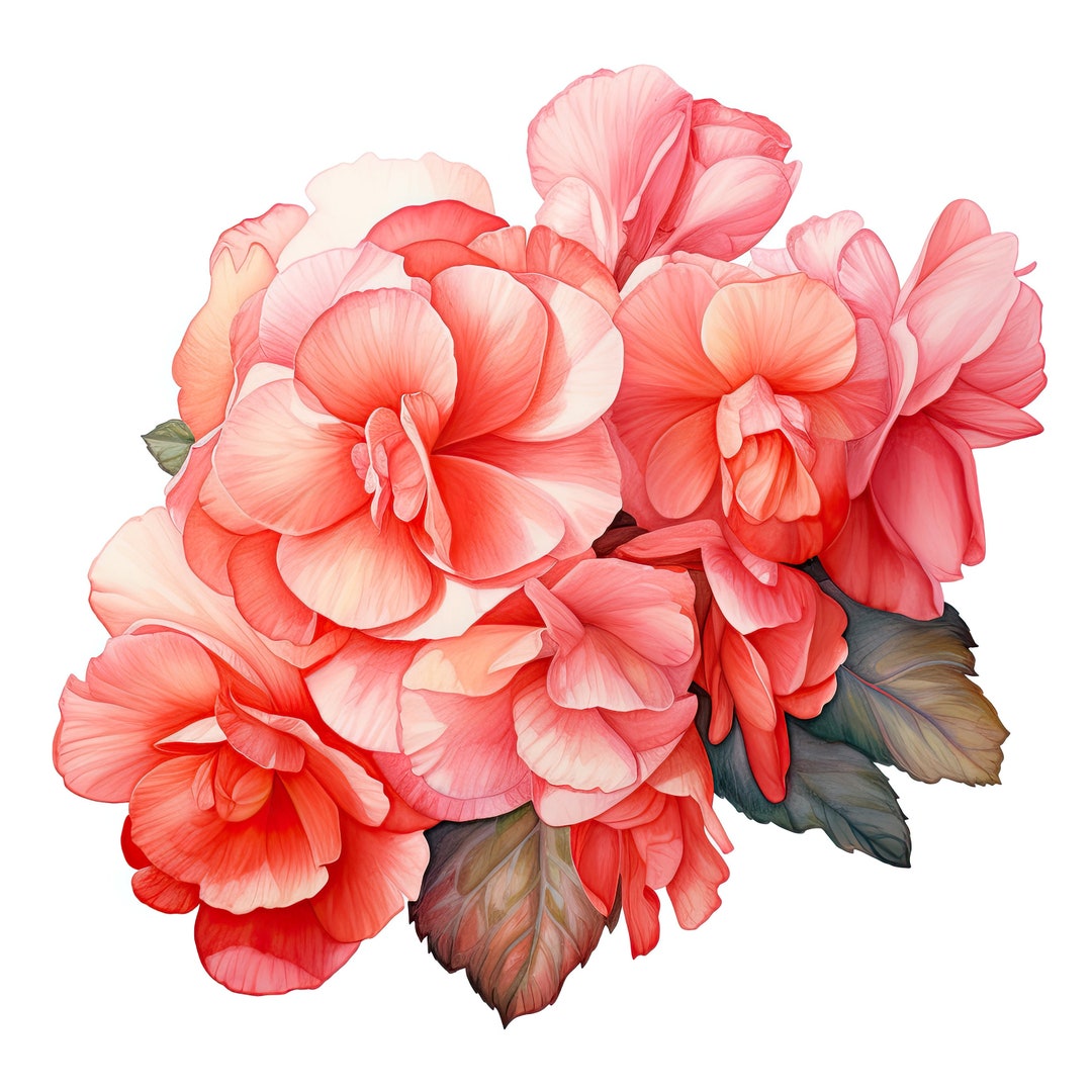 Begonia Flower Clipart | 10 High Quality JPG | Scrapbooking, Card ...