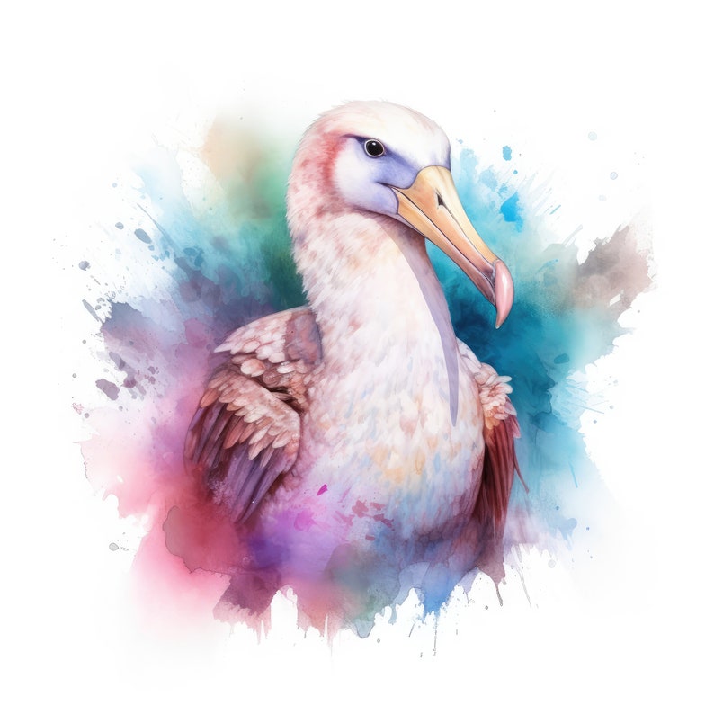 Watercolor Albatross Clipart | 10 High Quality JPG | Scrapbooking, Card ...
