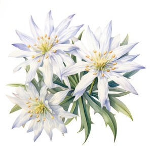 Edelweiss Flower Clipart | 10 High Quality JPG | Scrapbooking, Card ...
