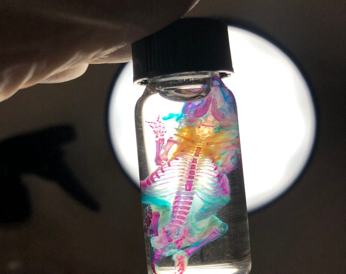 Rainbow Diaphonized Pinky Mice - Etsy