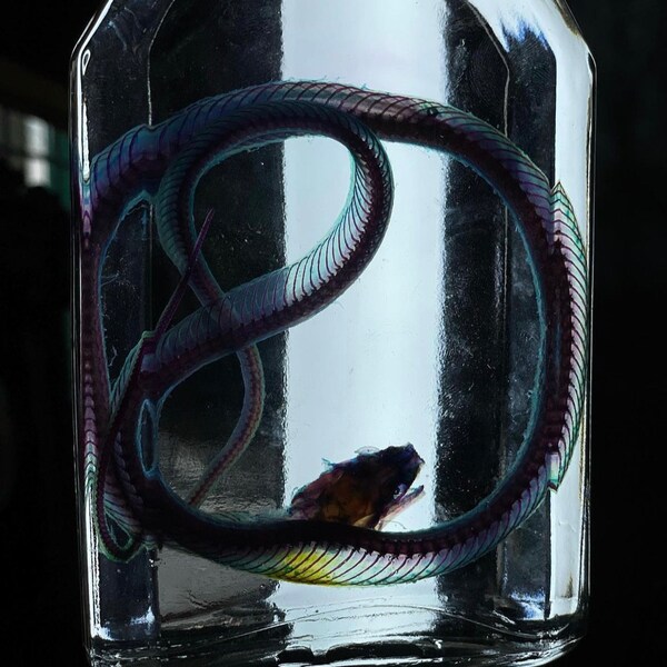 Diaphonized Snake - Etsy