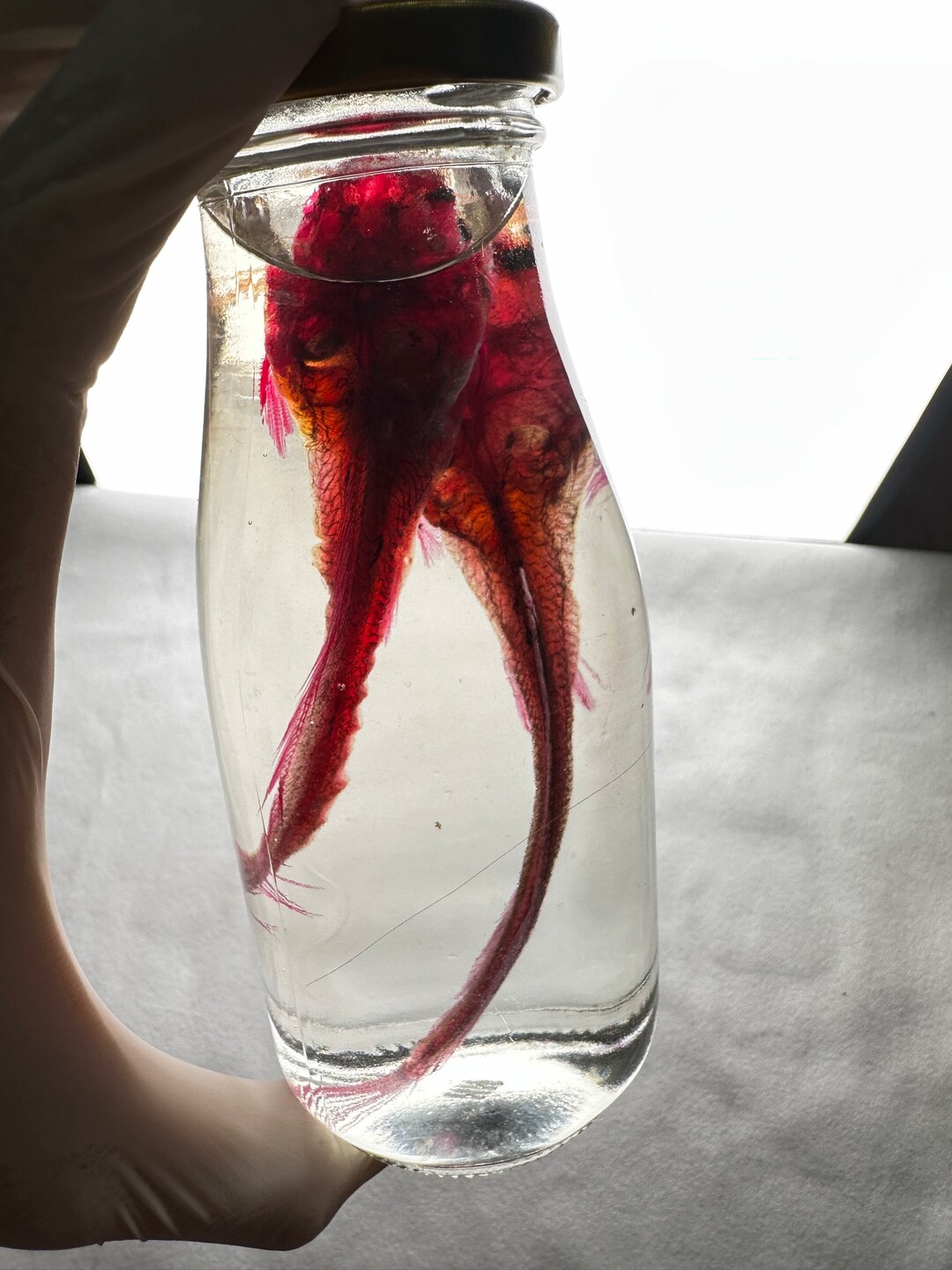 Double Pink Diaphonized Cat Fish in Tall Jar - Etsy