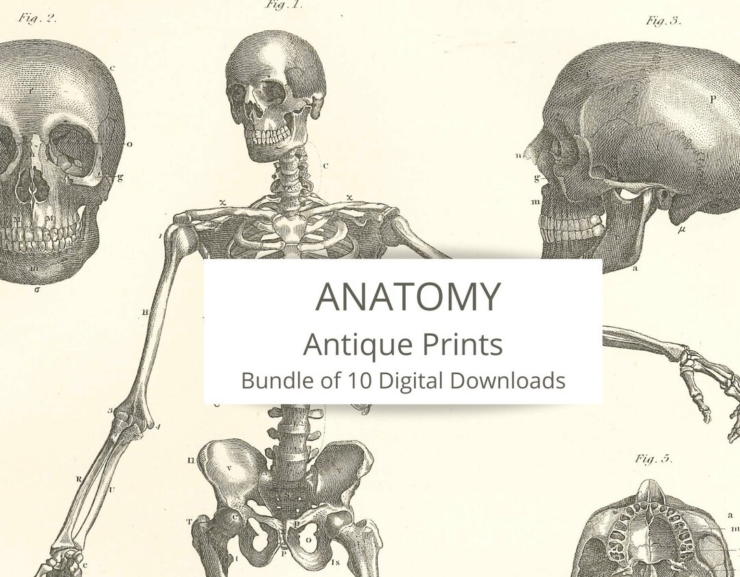 Antique ANATOMY Prints – Bundle of 10 INSTANT DOWNLOADS - Etsy
