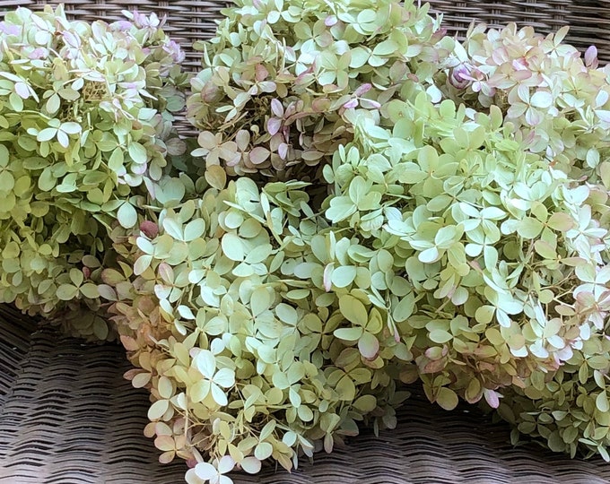 Dried Limelight Hydrangeas - Etsy