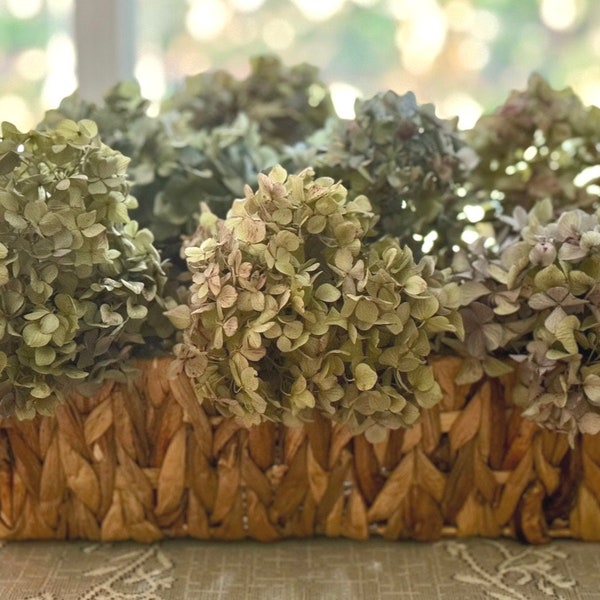Dried Hydrangeas - Etsy