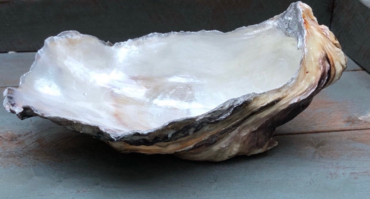 Extra Large Oyster Shell Dish - Etsy