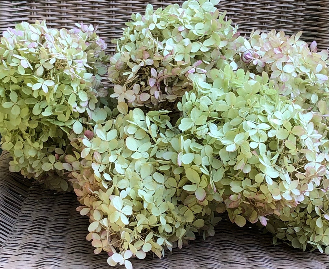 Dried Limelight Hydrangeas - Etsy