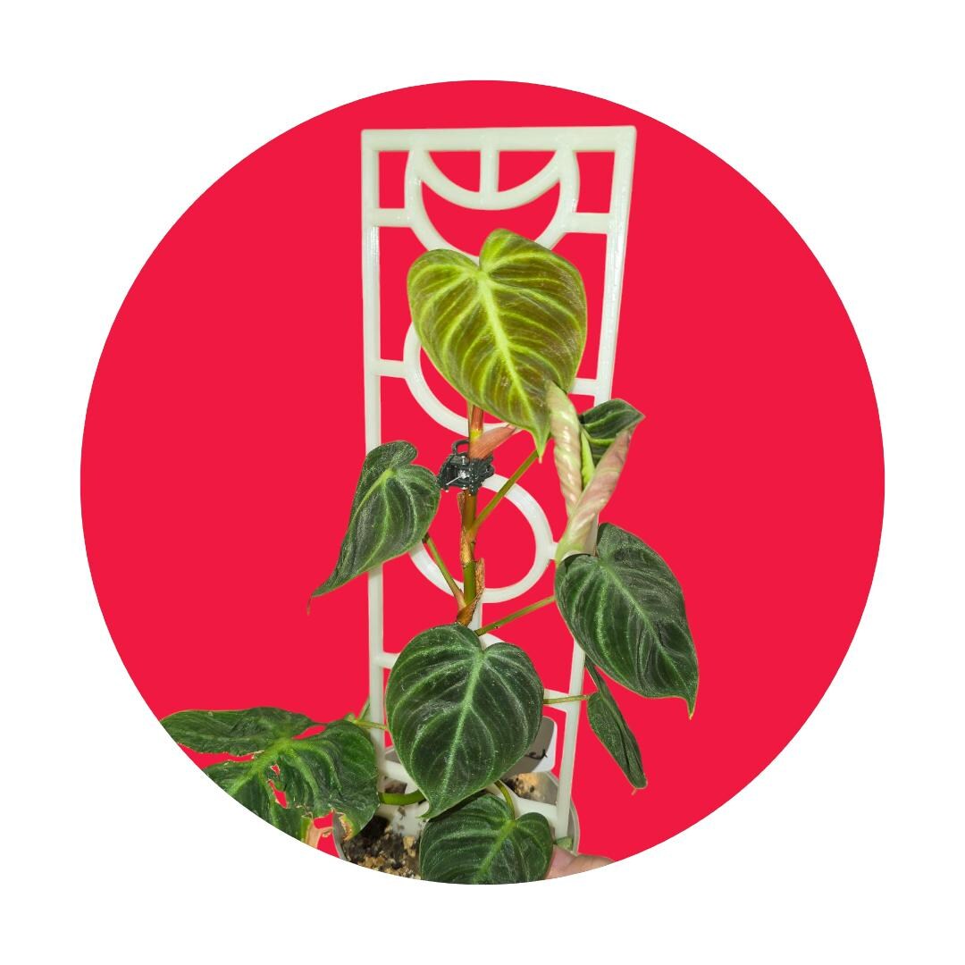 Glow-in-the-dark Moon Phase Plant Trellis – 3D Printed Celestial ...