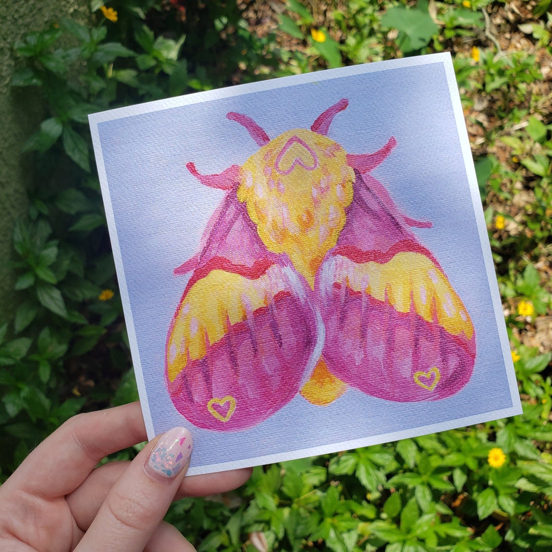 Strawberry Lemonade Moth | 5x5 Art Print | Rosy Maple Moth - Etsy