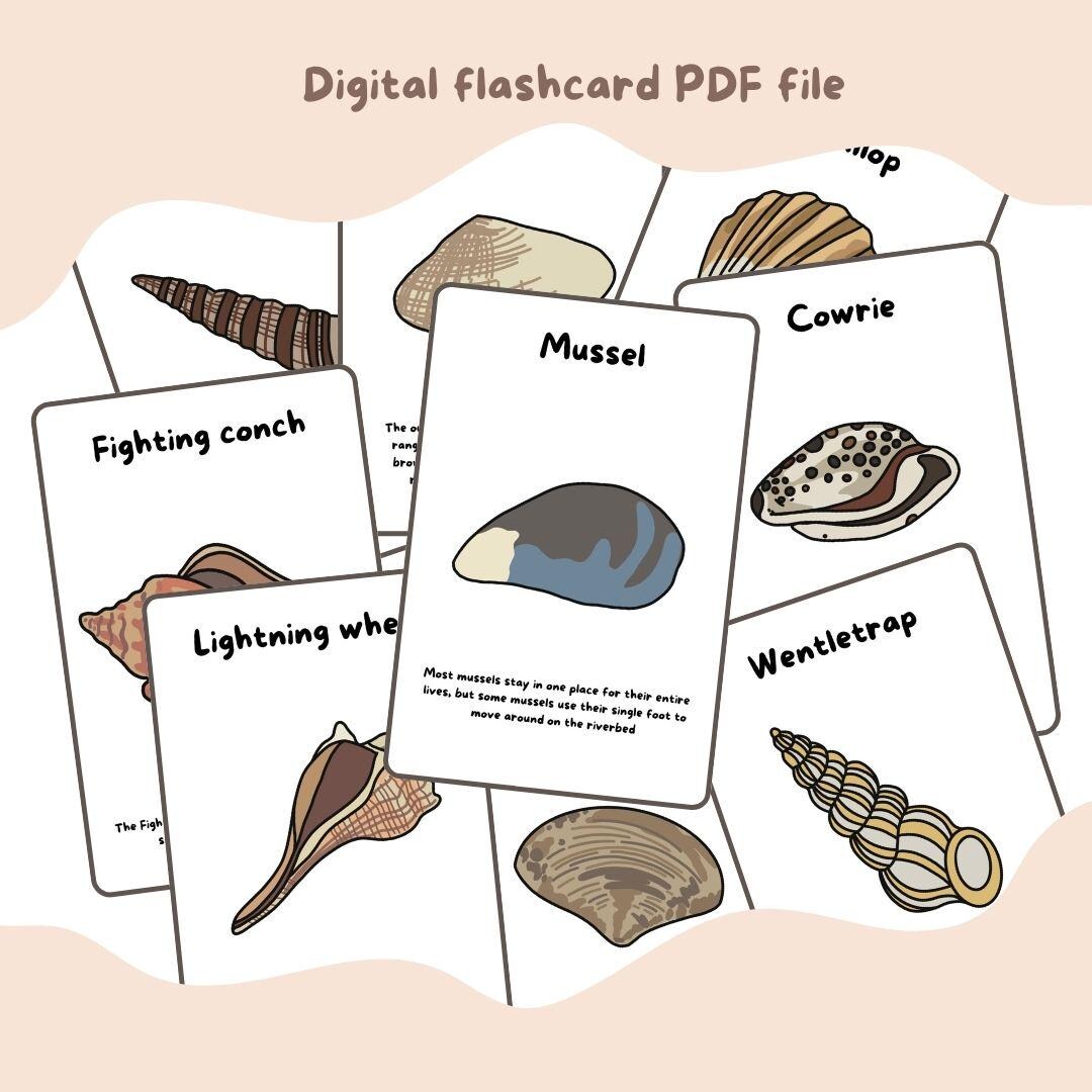 Sea Shell Flashcards, Learning Resource, Educational, Holiday Activity ...