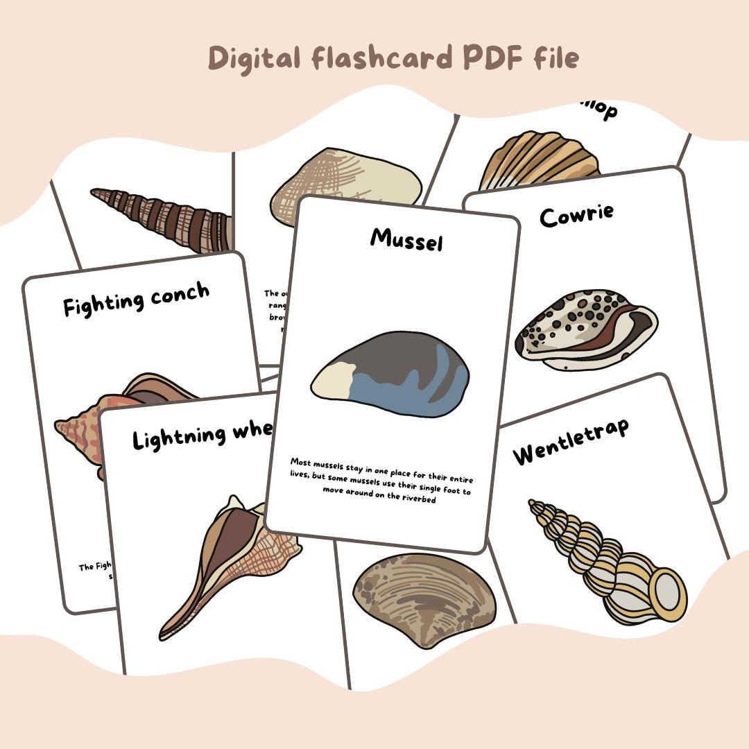 Sea Shell Flashcards, Learning Resource, Educational, Holiday Activity ...