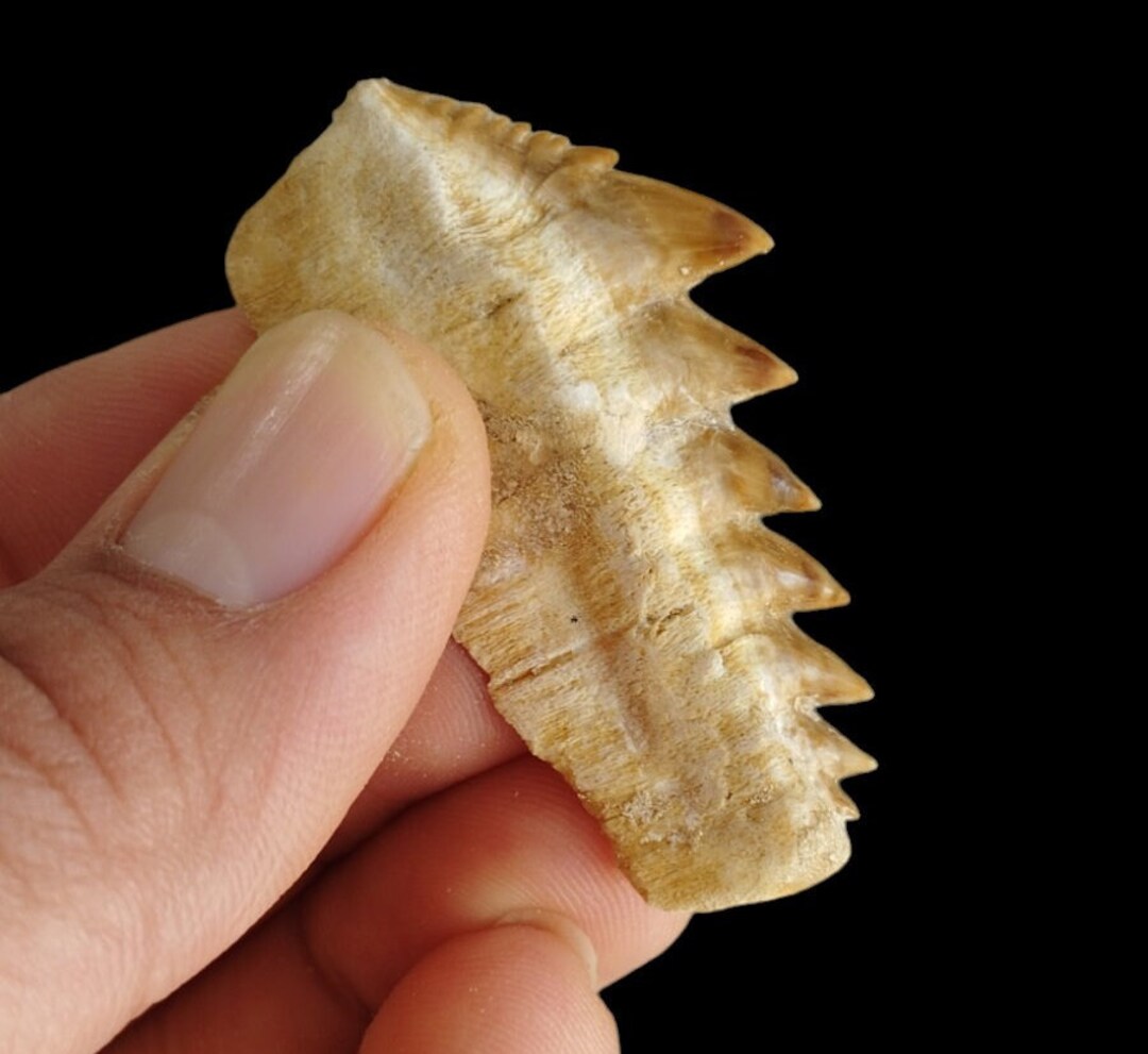 Quality Notidanidon Loozi Cow Shark Fossil Tooth - Etsy