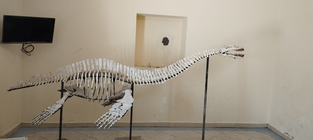 Exceptional Super Rare and Complete Museum Plesiosaur Skeleton A - Etsy UK