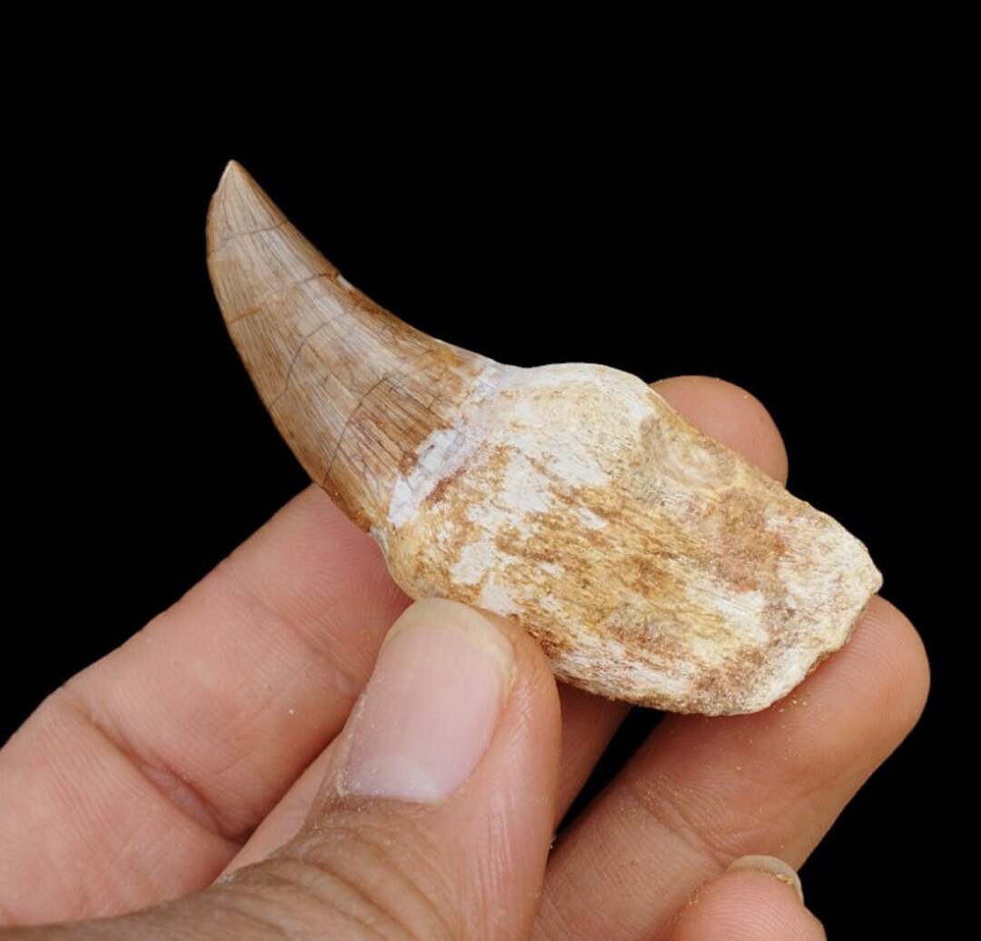 Super Quality Mosasaur Fossil Tooth - Etsy