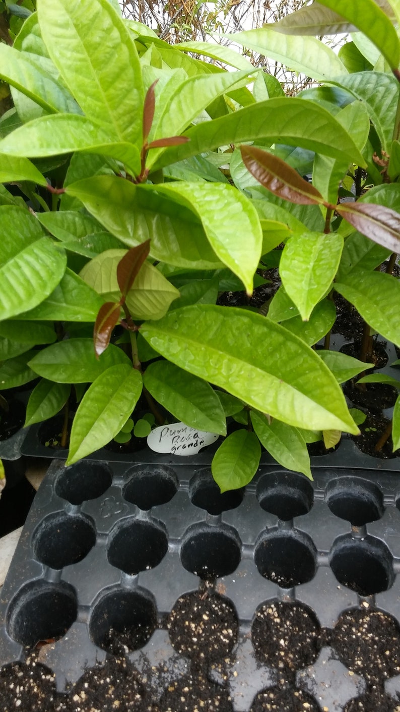 Pumarosa Pomarrosa rose Apple Jamboslive Fruit Tree syzygium Jambos - Etsy
