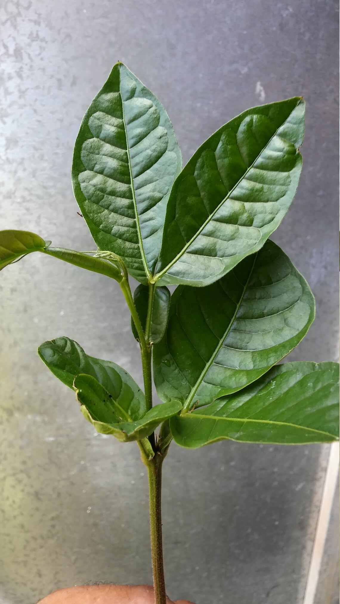 Guama Inga Spectabilis machete Ice Cream Bean Live Plant - Etsy