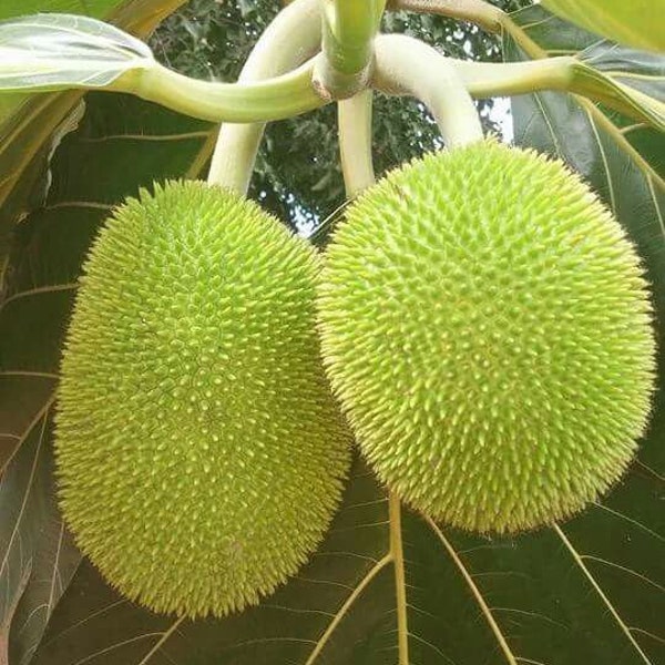 Nut Tree Plant - Etsy