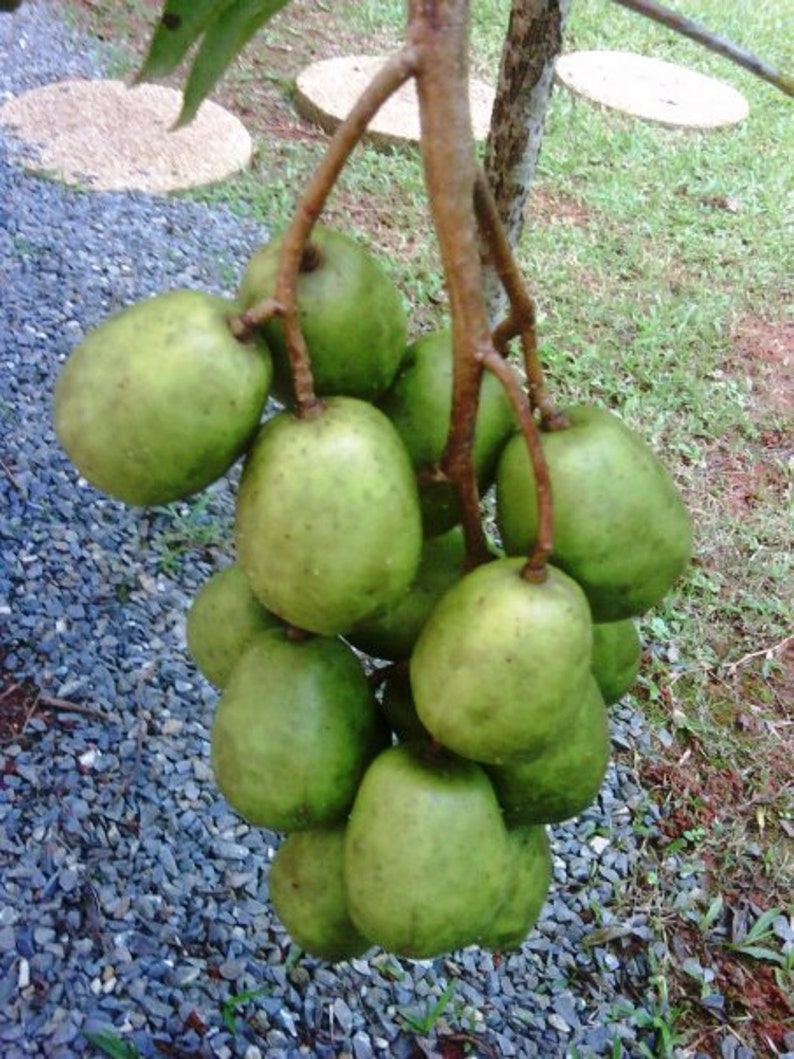 JUNE PLUM , JOBO spondias Dulcis Tropical Fruit Tree 4'' to 8'' - Etsy