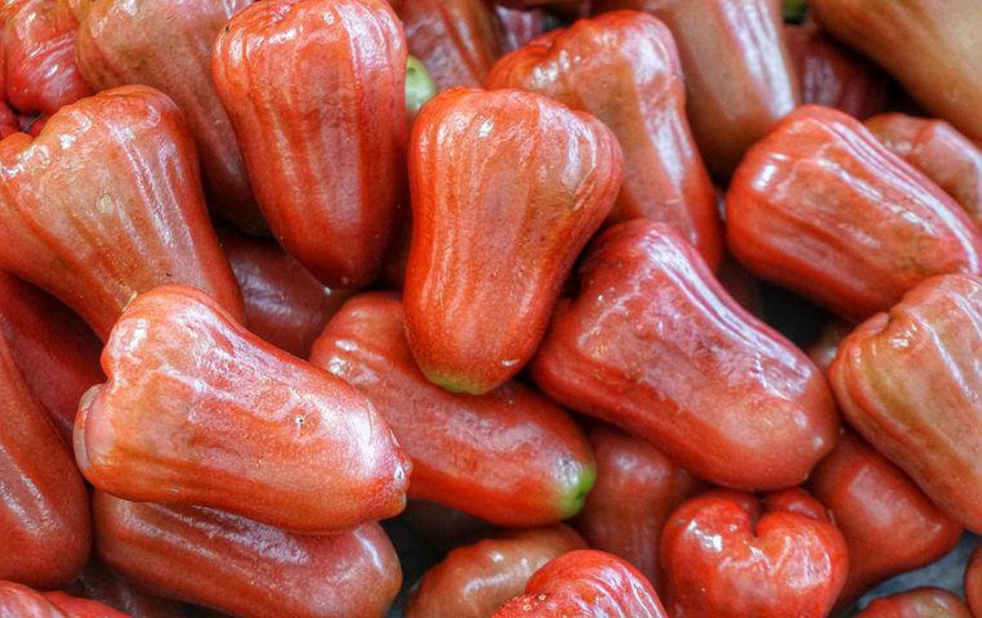 Pumarosa Pomarrosa rose Apple Jamboslive Fruit Tree syzygium Jambos - Etsy