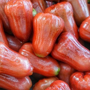 Pumarosa Pomarrosa rose Apple Jamboslive Fruit Tree syzygium Jambos - Etsy