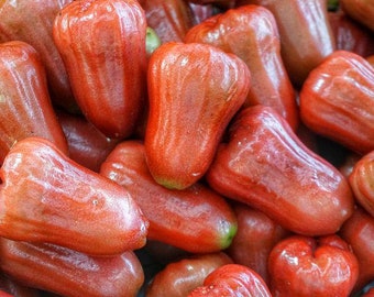 Rose Apple Tree - Etsy