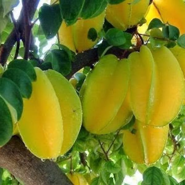 Star Fruit Plant - Etsy