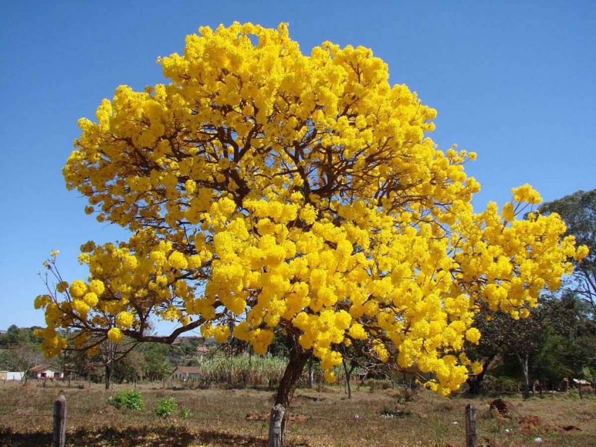 Oak Tabebuia Aurea Yellow Tree Plant Live Roble Amarillo 8''/14'' - Etsy