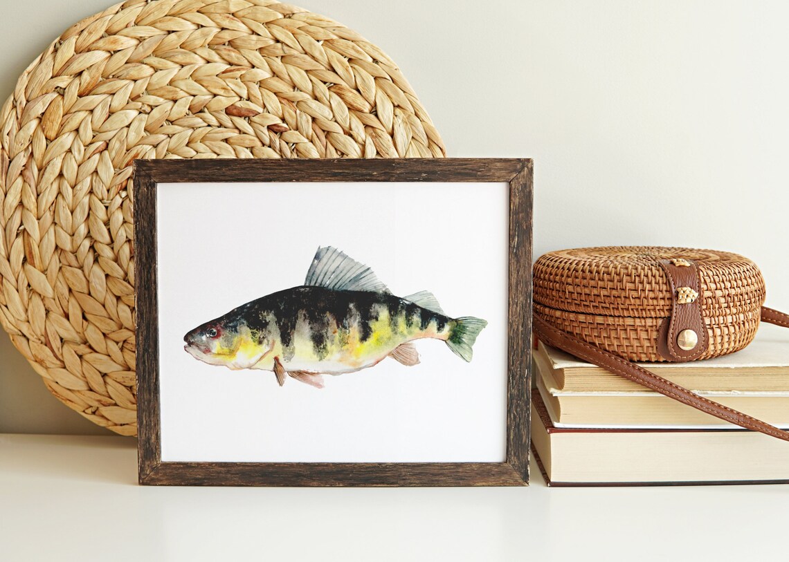 Yellow Perch Fish Watercolor Fishing Illustration, Painting, Art Cabin ...