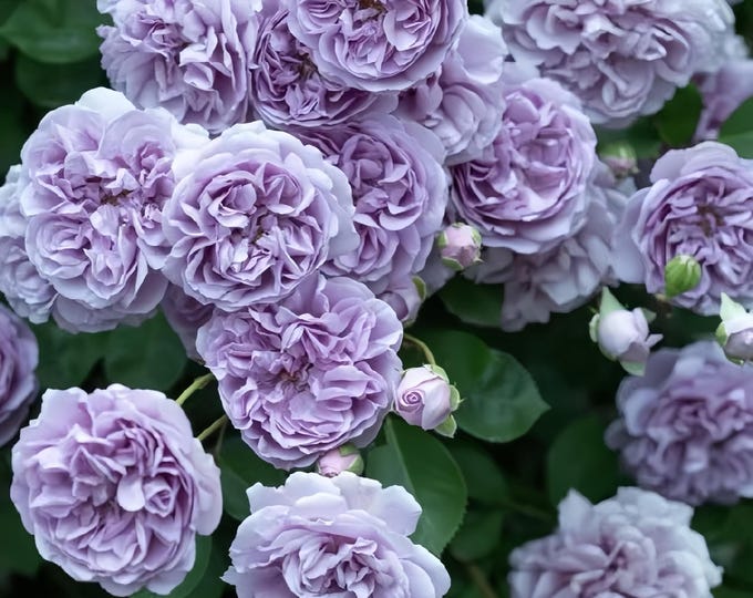 Rainy Blue – Lavender German Climbing Rose (own Root) - Etsy