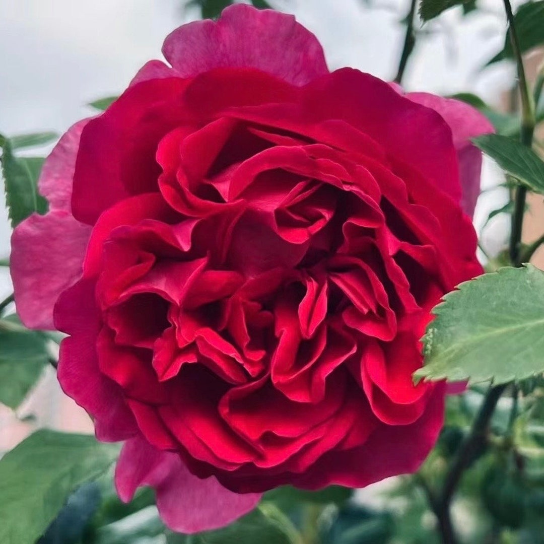 Rose Praline Rouge 胭脂口红 - Etsy