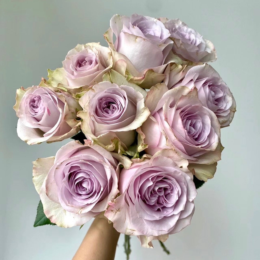 Rose Cosette 珂赛特 Cut Rose - Etsy