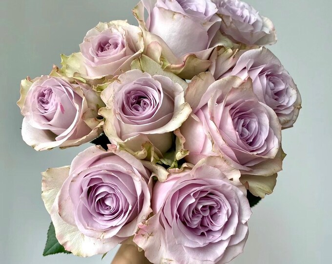 Rose Cosette 珂赛特 Cut Rose - Etsy