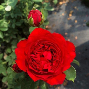 Red Apple Rose. 红苹果 Japanese Rose. Continue Blooming. Lovely Bun Flower ...