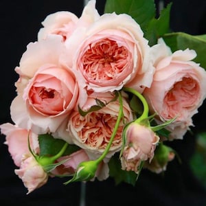 Masora. 真宙 Japanese Rose. Heat Resistance. Disease Resistance. Continue ...