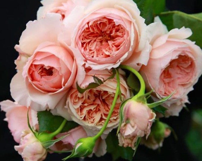 Masora. 真宙 Japanese Rose. Heat Resistance. Disease Resistance. Continue ...