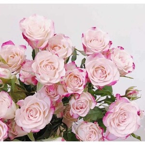 Dutch Cut Rose Reflex 折射泡泡 Continue Blooming - Etsy