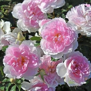 Rose Shalimar,シャリマー. 夏利玛木村卓工own Root. Continue Blooming. Disease ...