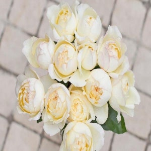 Cream Yves Piaget伊芙奶油伯爵 - Etsy