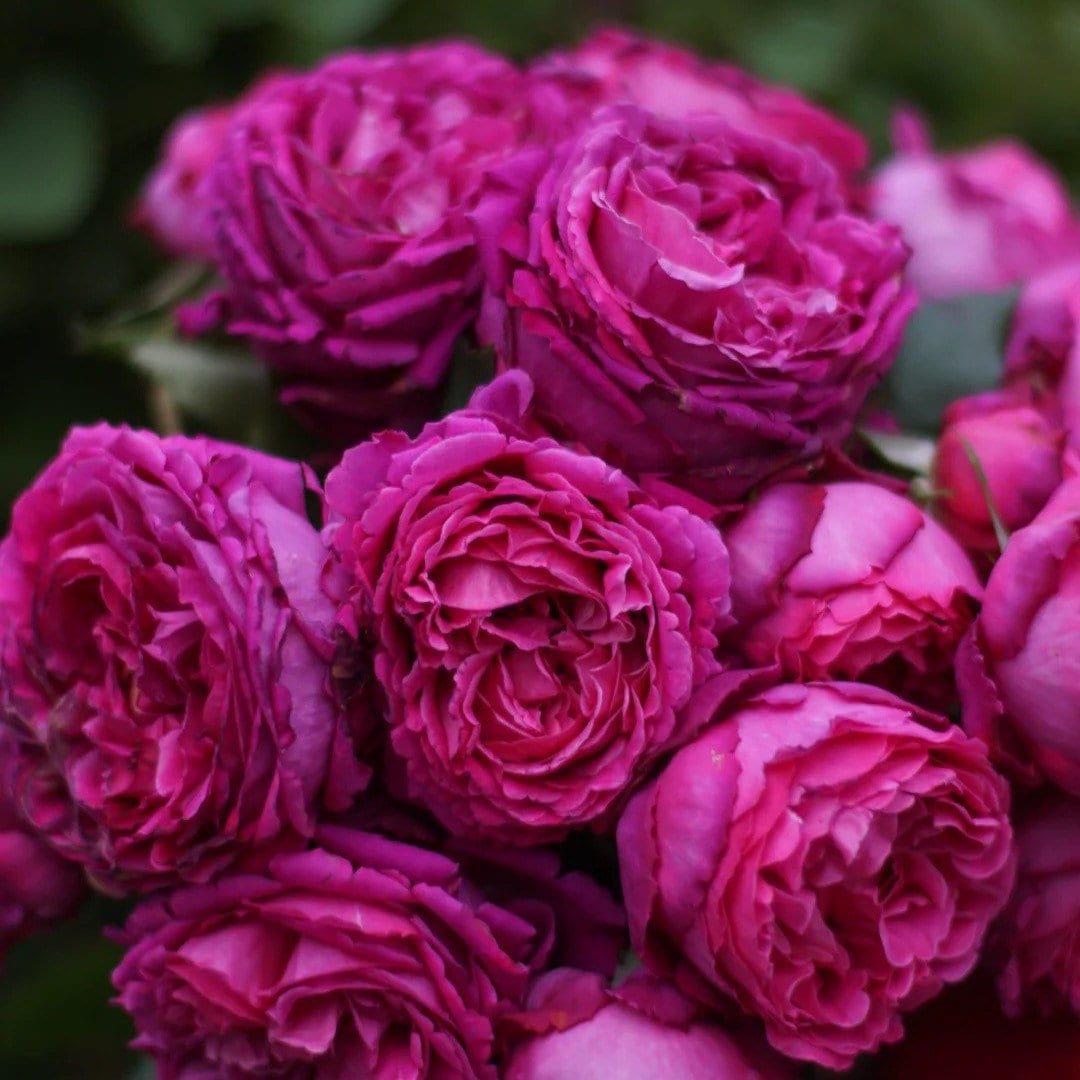 Rose. Scent Garden. Yves 芳香花园 Japanese Rose. Strong Fragrance. Continue ...