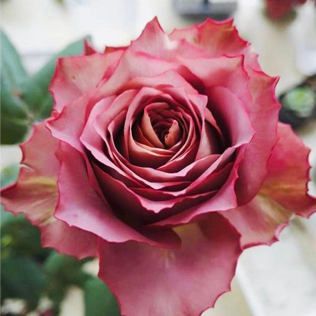 Japanese Rose. Nachuru Rose. 英伦节拍. 清茶 Fragrance. Continue Blooming ...